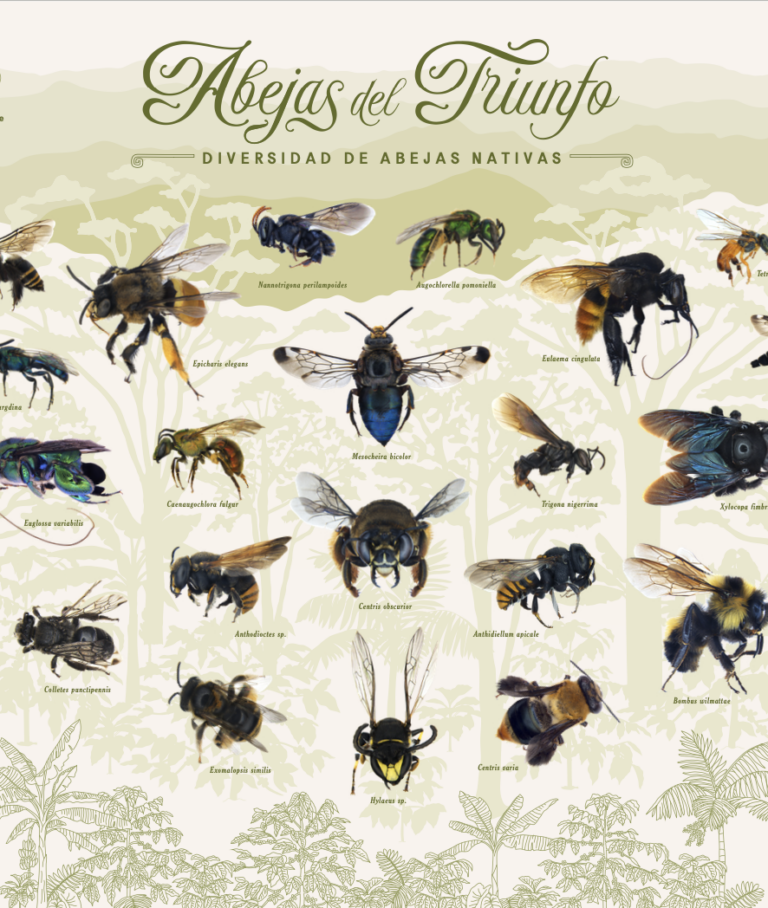 Carteles, infografías y folletos – Abejas Ecosur