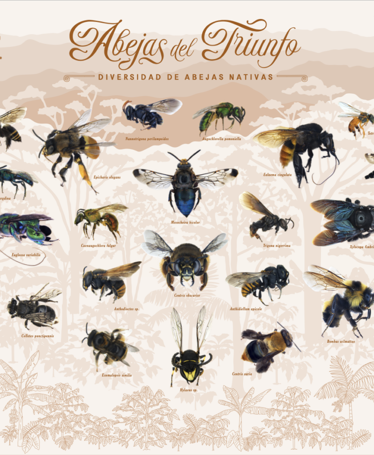 Carteles, infografías y folletos – Abejas Ecosur