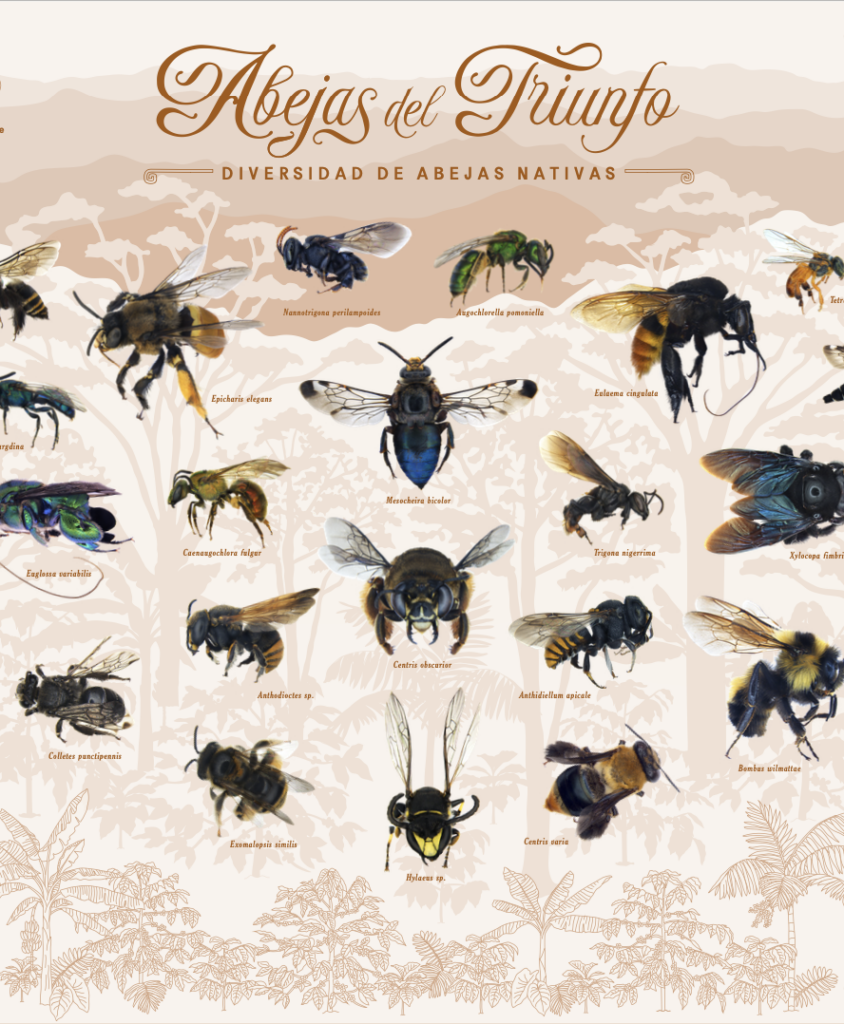Carteles, infografías y folletos – Abejas Ecosur